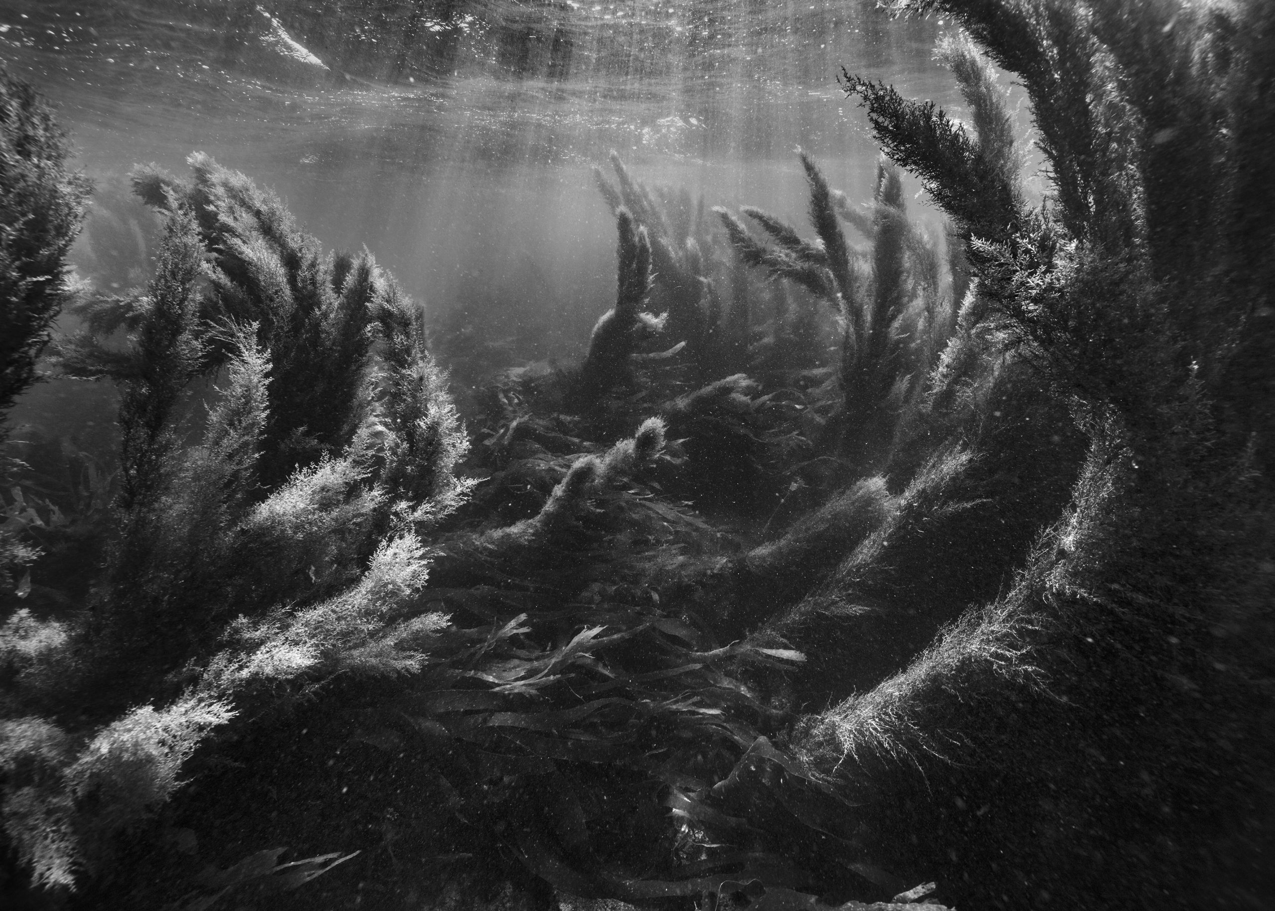 Nicolas Floc'h, tréfonds marins - Transfuge